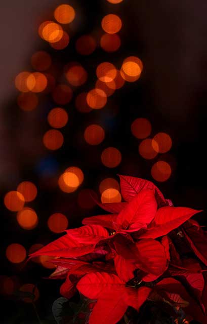 A Christmas (Customer Experience) Story